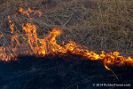 Importance of a Controlled Prairie Burn
