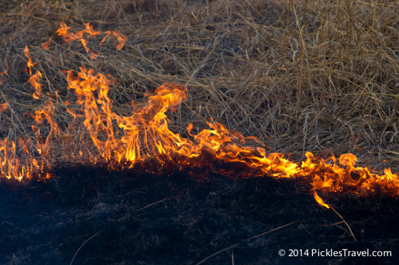Importance of a Controlled Prairie Burn